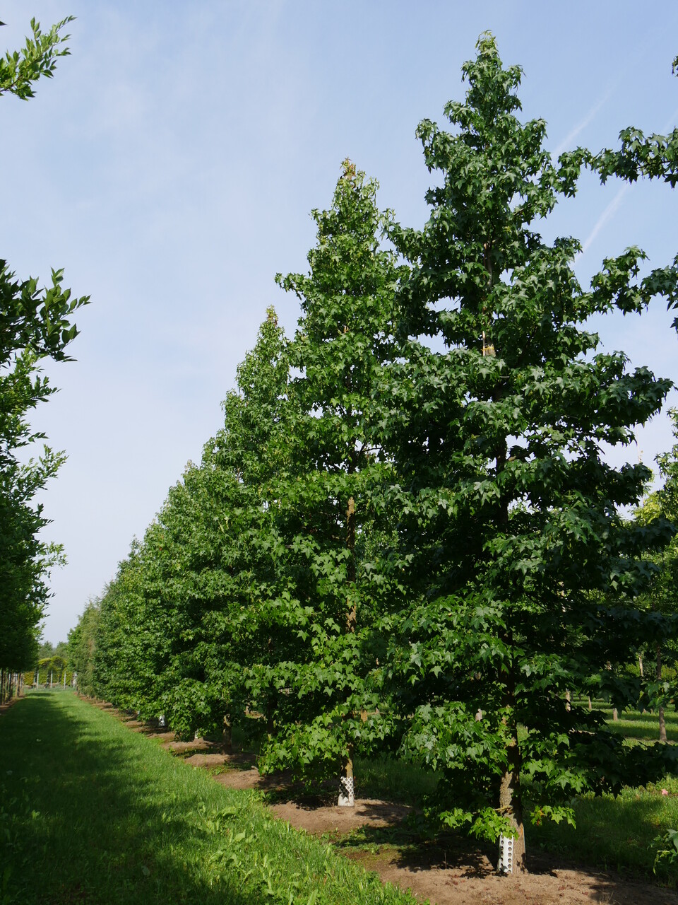 Liquidambar styraciflua | Amberboom - Van den Berk Boomkwekerijen